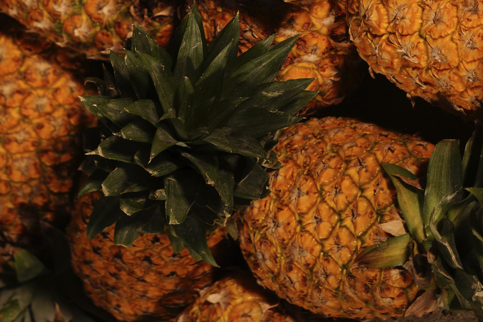 DISTILLED WITH PINEAPPLE – GUERRA MEZCAL