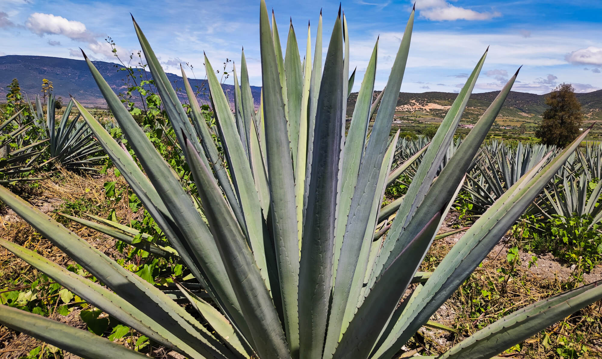 THE PROCESS – GUERRA MEZCAL