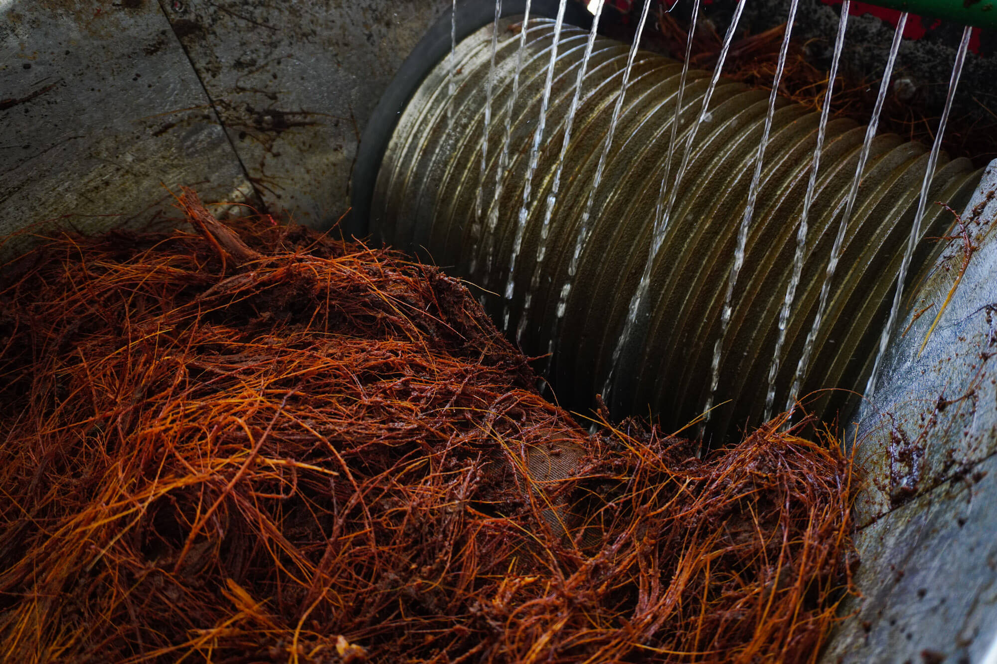 THE PROCESS – GUERRA MEZCAL